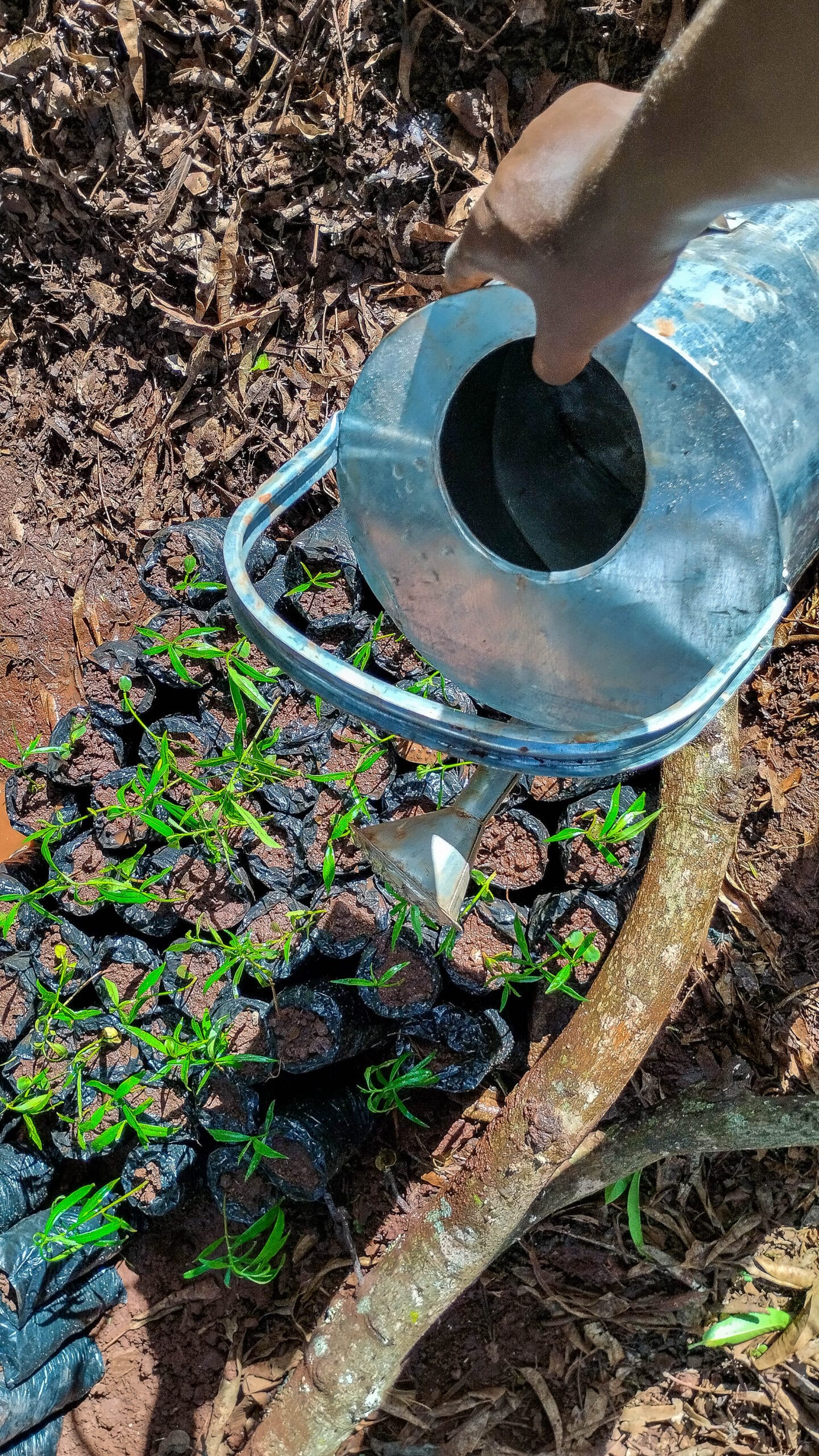 Growing a Greener Future: Our Journey of Setting Up a Tree Nursery ...